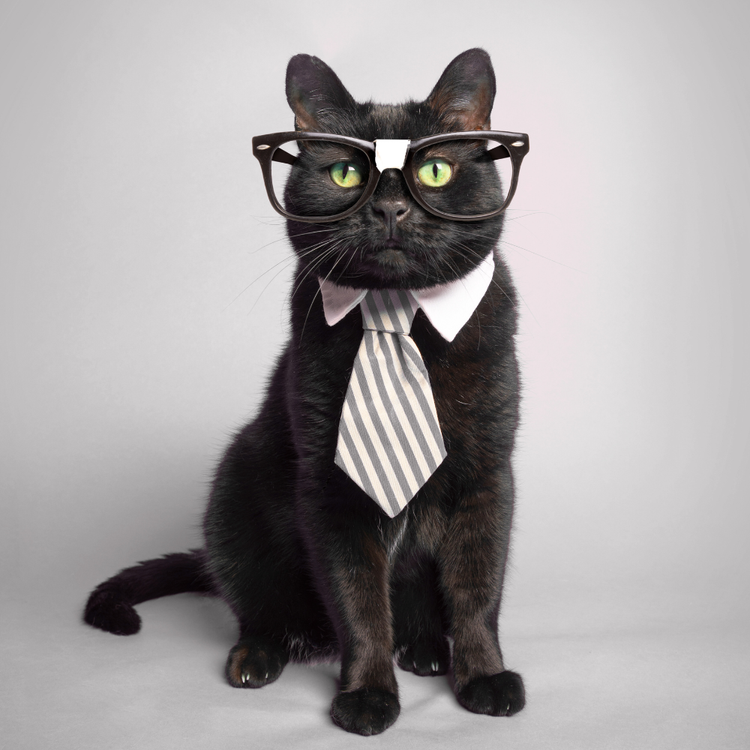 CatProfiler | Cat Behaviorist & Feline Relationship Expert