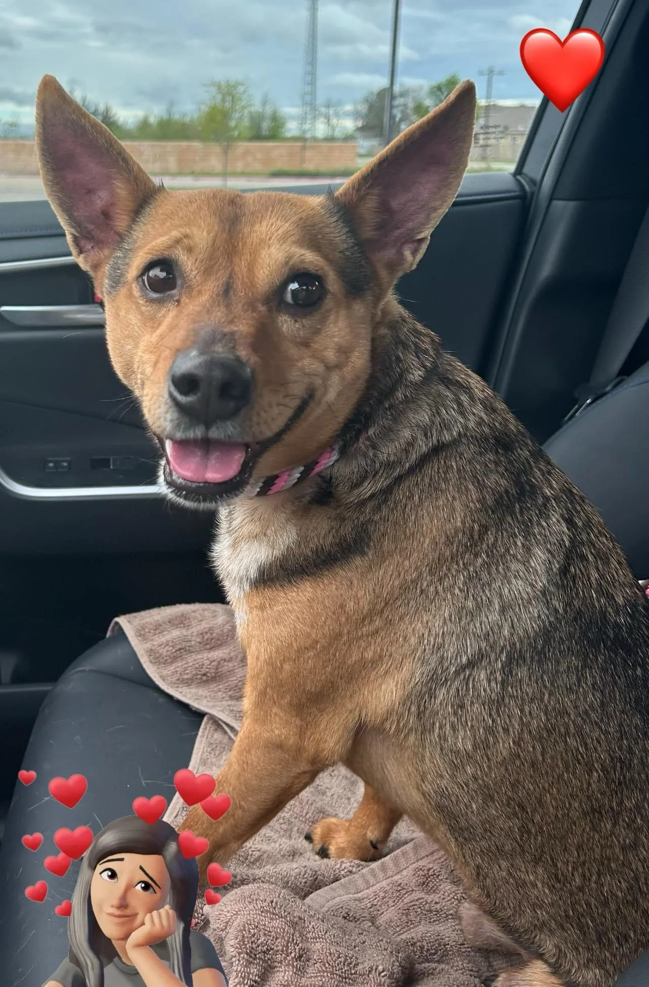 ADOPTABLE PETS — Pawsome Pals Animal Rescue