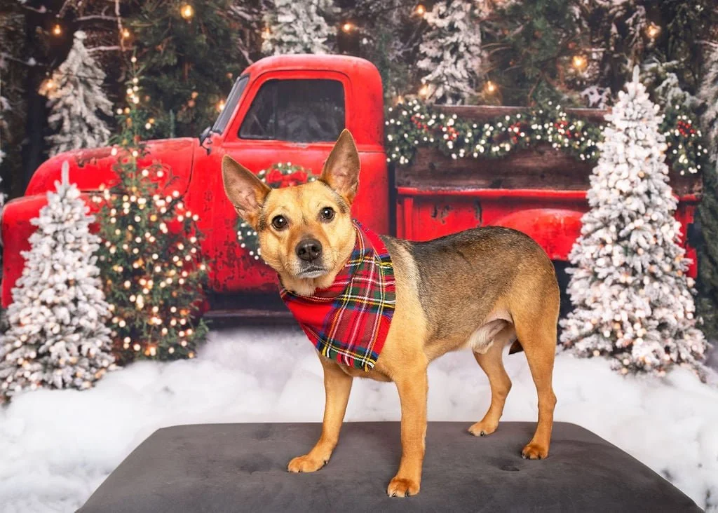 Pawsome Pals Animal Rescue