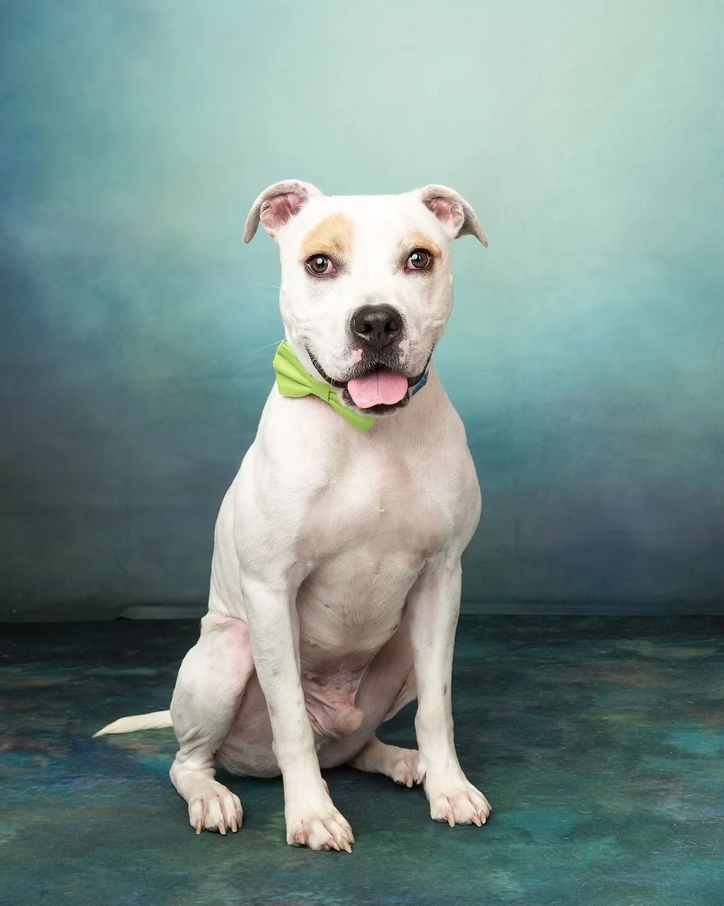 Pawsome Pals Animal Rescue