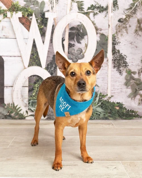 ADOPTABLE PETS — Pawsome Pals Animal Rescue