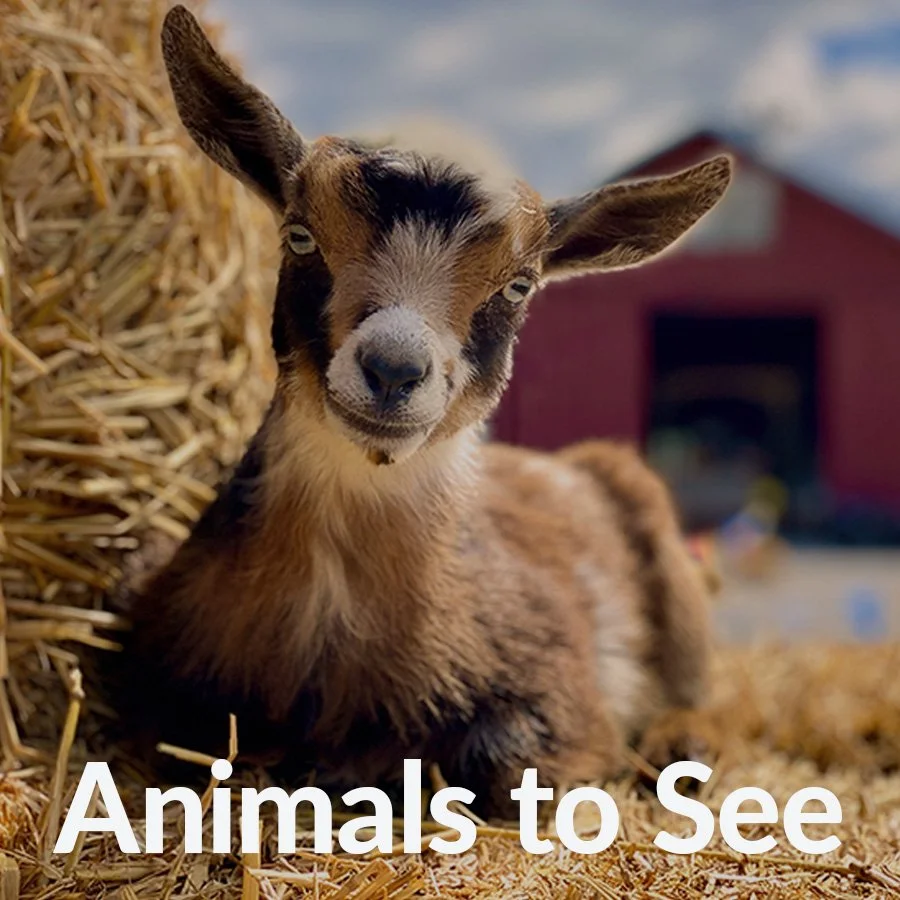 Fall Festival Attractions — Cross E Ranch