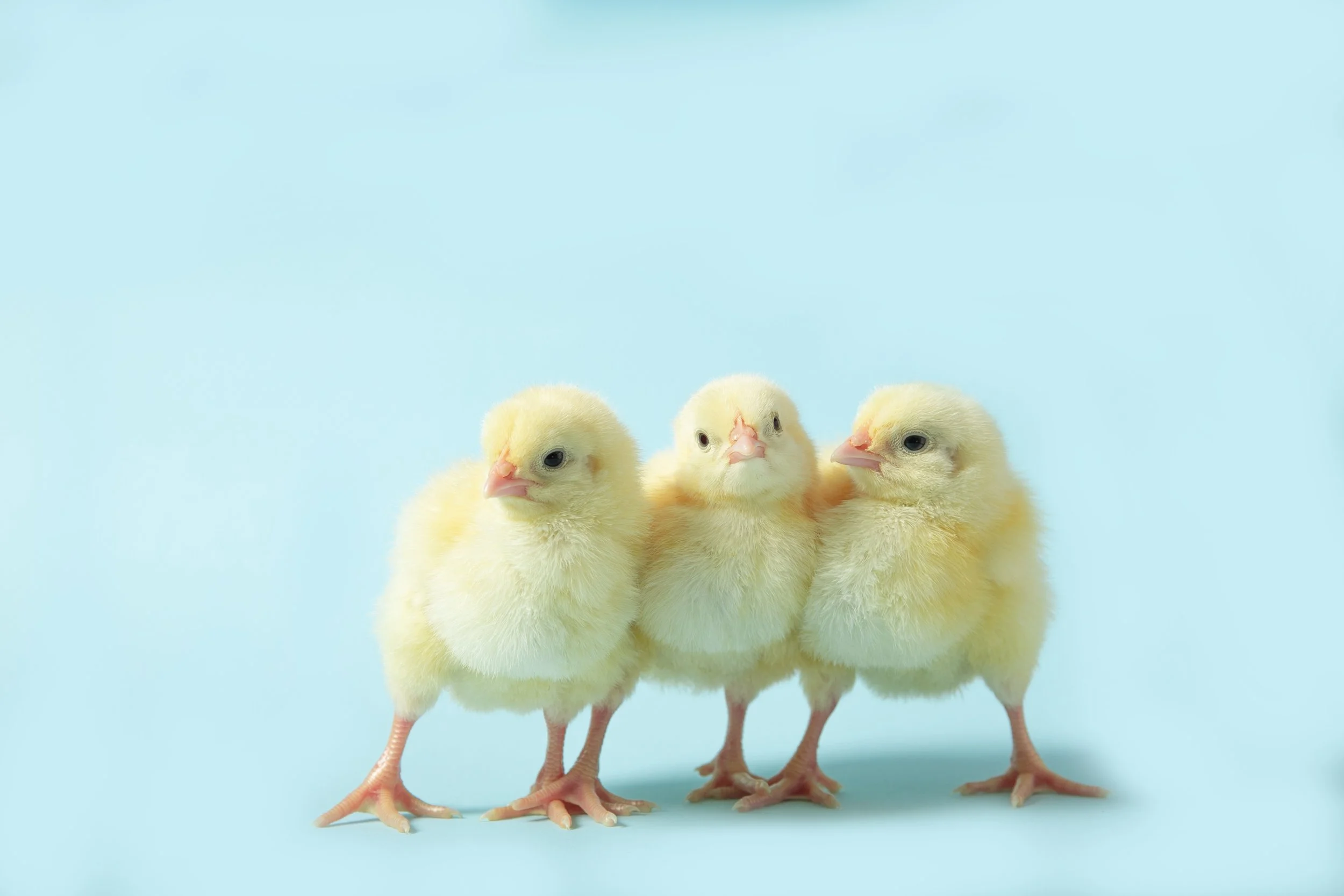 → Spring Festival Info — Cross E Ranch