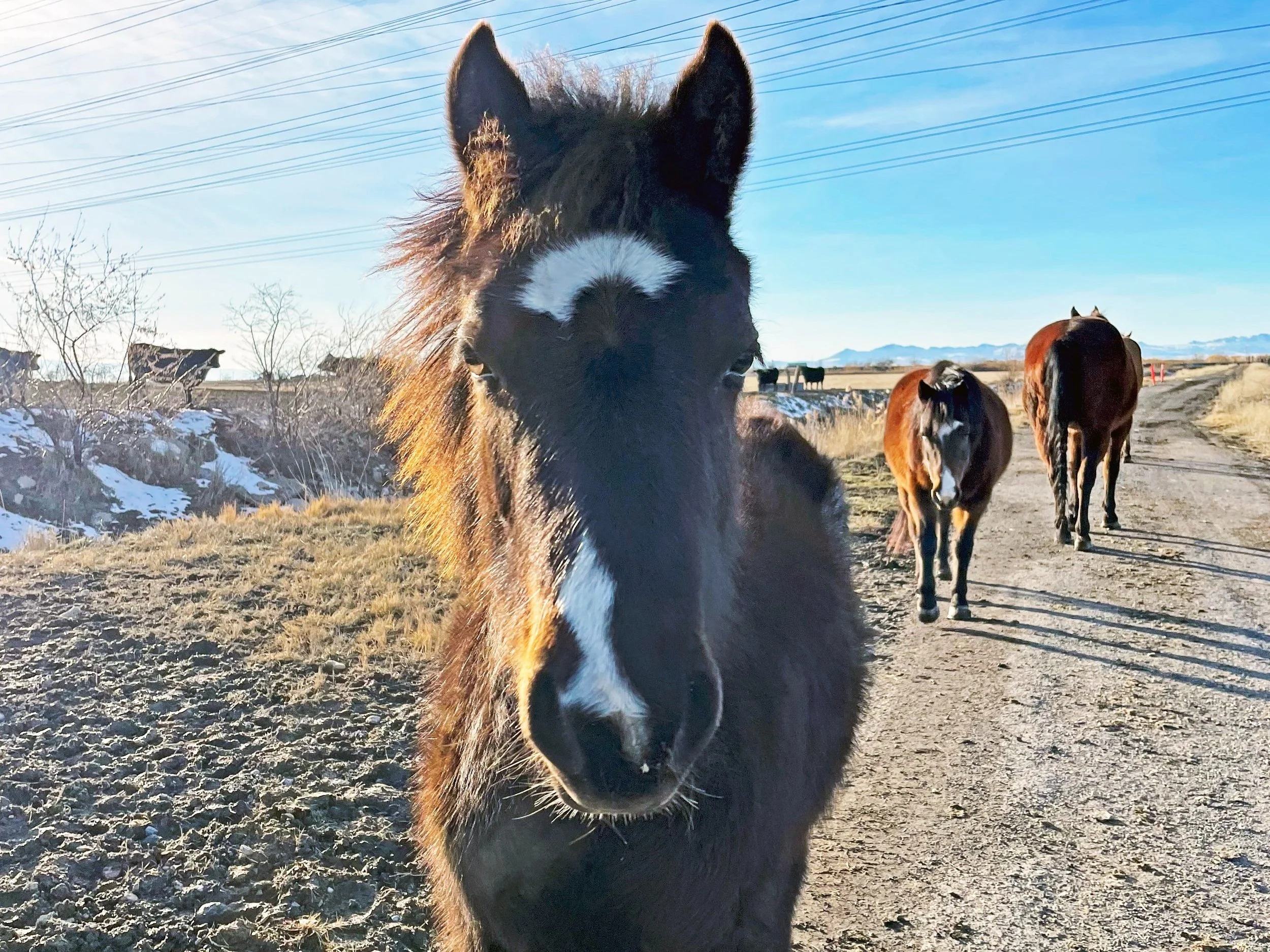 Animals — Cross E Ranch