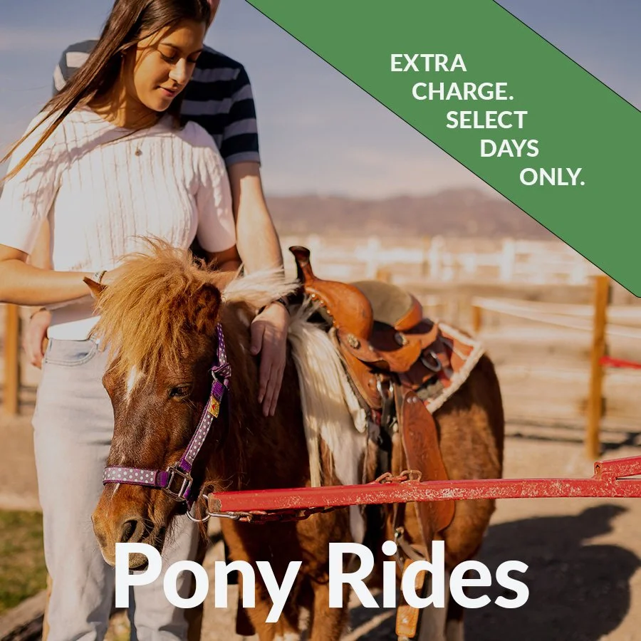 → Spring Festival Attractions — Cross E Ranch
