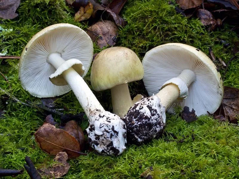 The Backyard Poisoner: Death cap mushroom—Jillian Grant Shoichet ...
