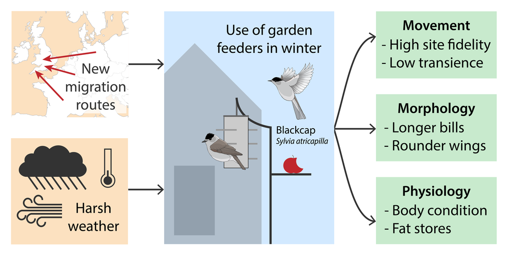 Research Themes — Animal Migration Biology at Illinois
