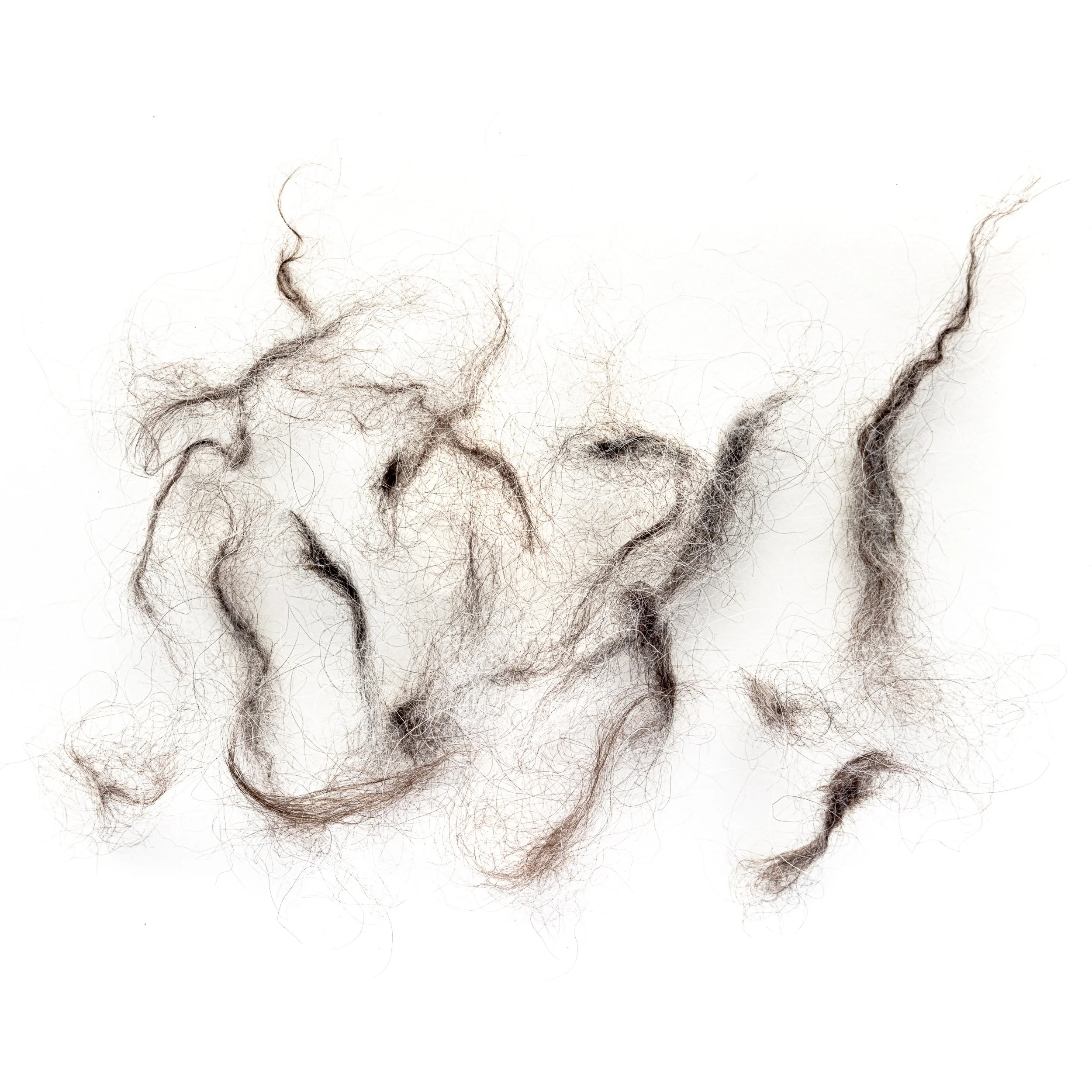 Tundra's Fur Series 6: Fur and Skeins — Chantal Gervais