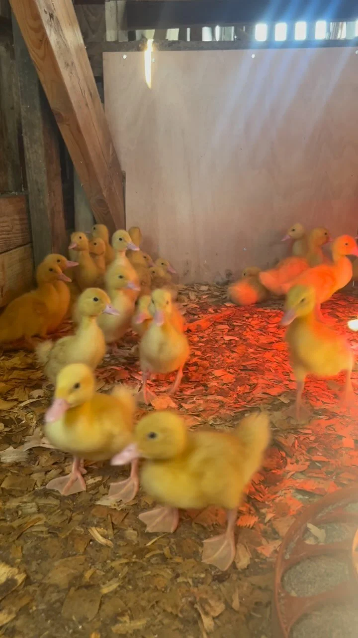 Higher Farm | Regenerative Farm and Restaurant in Somerset