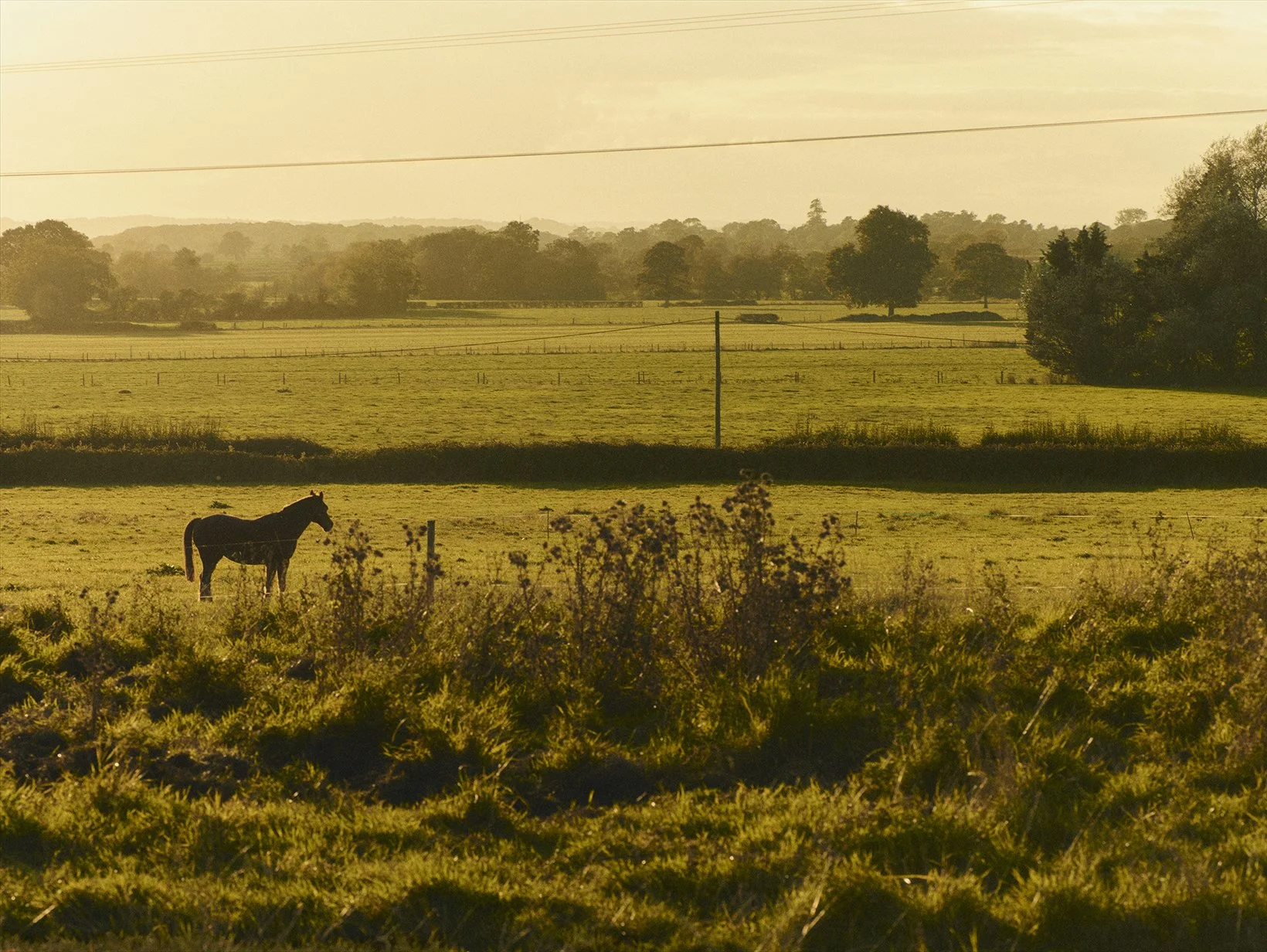 Higher Farm | Regenerative Farm and Restaurant in Somerset