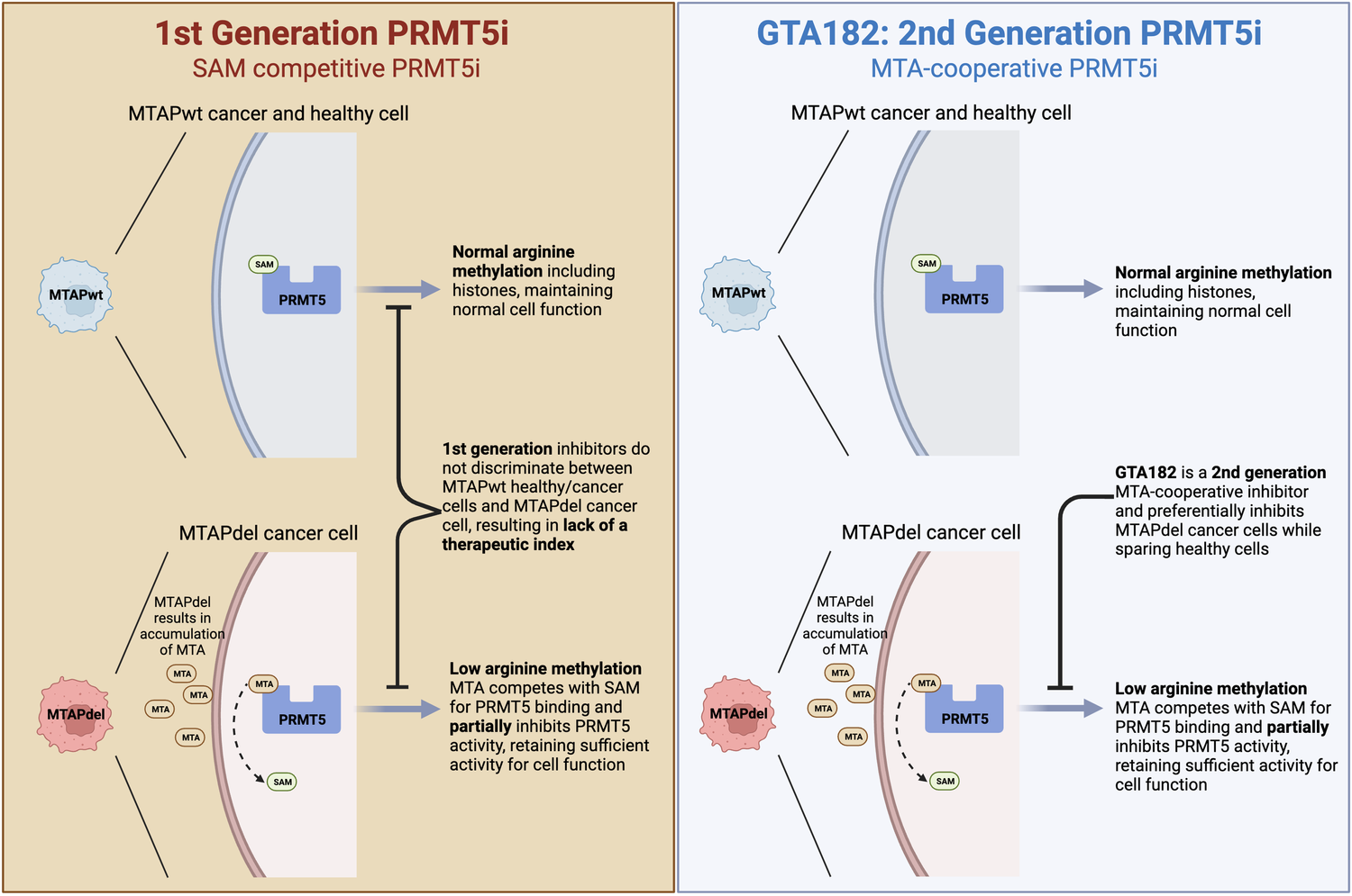 GTA182 - PRMT5i — Apeiron Therapeutics