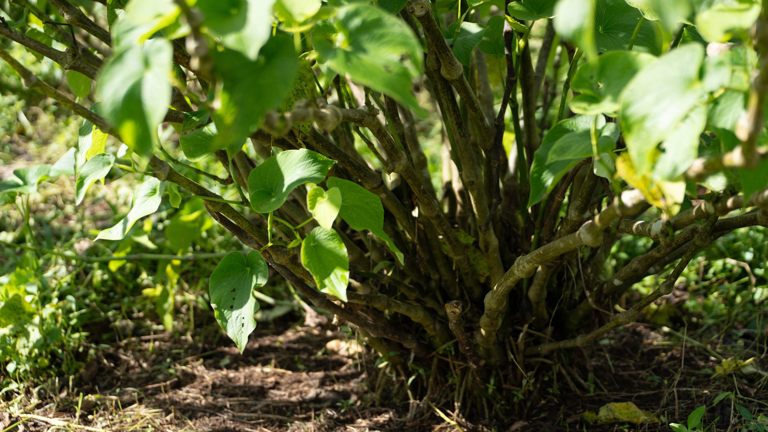 Kava Farm: Your Trusted Source for Premium Kava — PACIFIKAVA