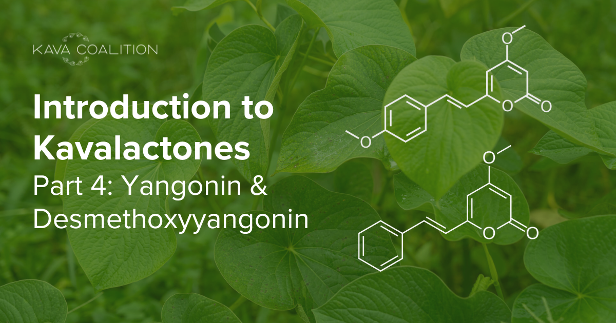 Introduction to Kavalactones — Part 4: Yangonin and Desmethoxyyangonin ...