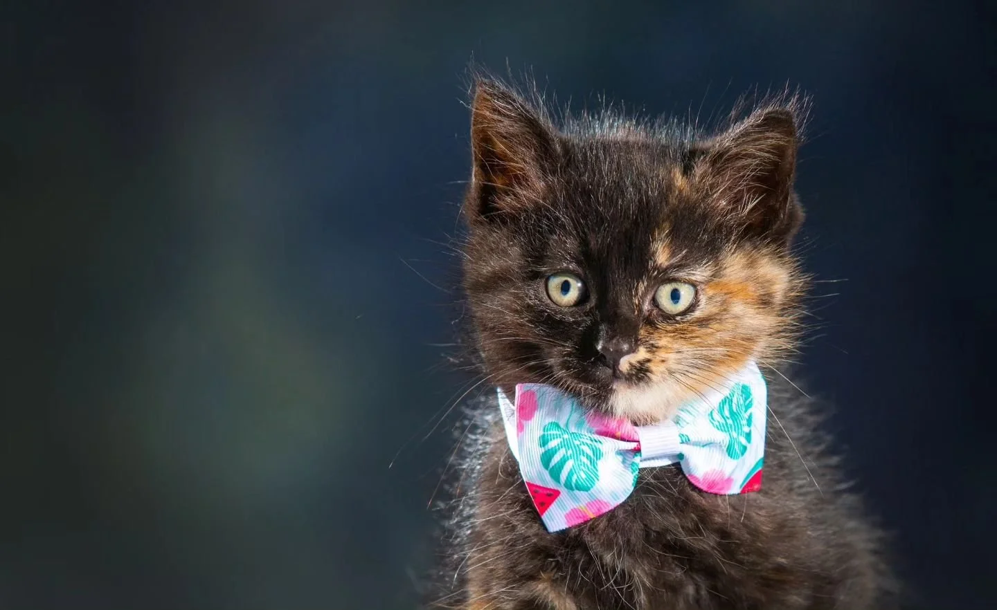 Available Cats — Rural Ohio Cats & Kittens