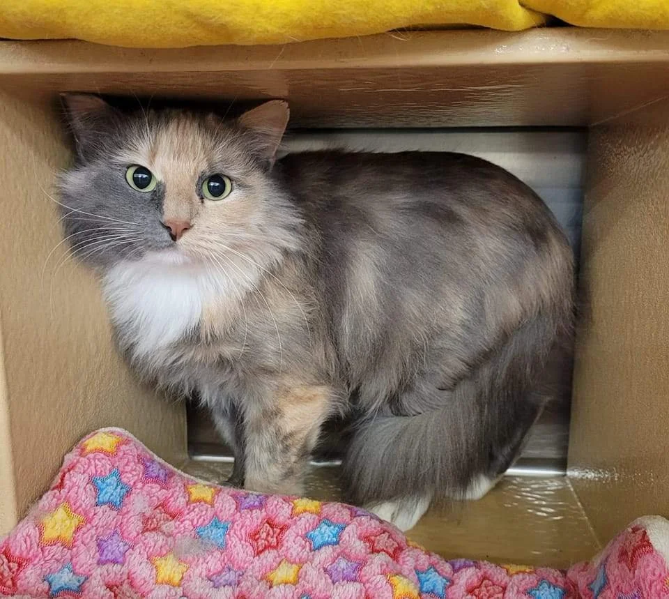 Ways to Help — Rural Ohio Cats & Kittens