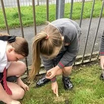 The Big Plant — Westhoughton Town Council