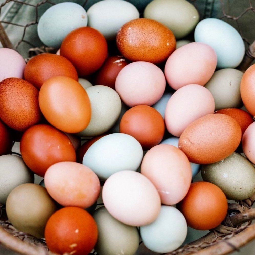 Our Programs — Poco Farm