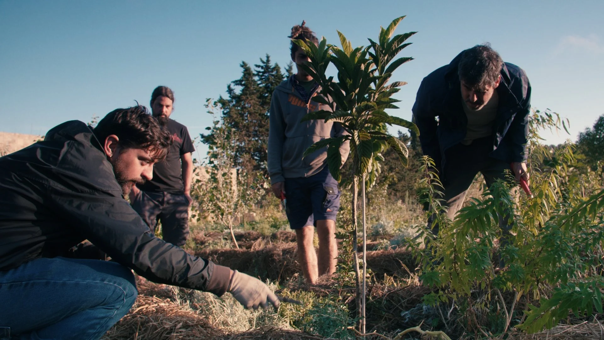 Amadeco - Syntropic Agriculture in Salento, Italia