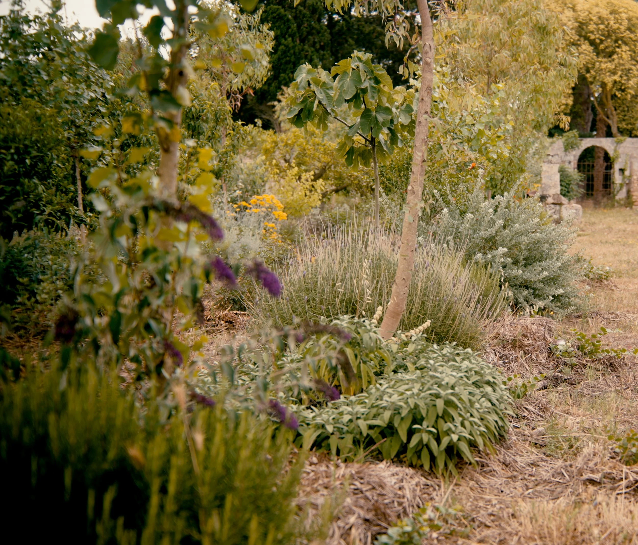 Amadeco - Syntropic Agriculture in Salento, Italia