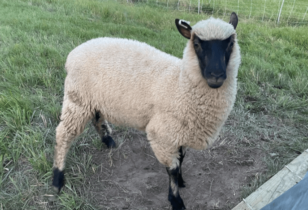 Woollets™ sustainable wool pellets