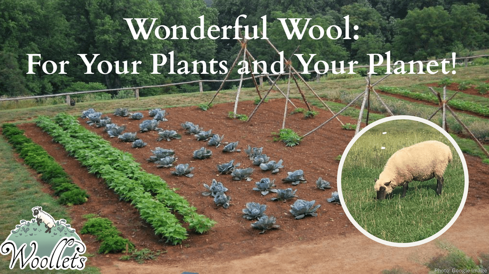 Woollets™ sustainable wool pellets