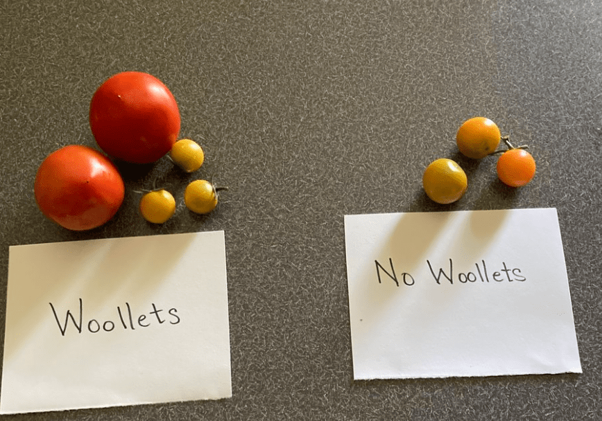 Woollets™ sustainable wool pellets