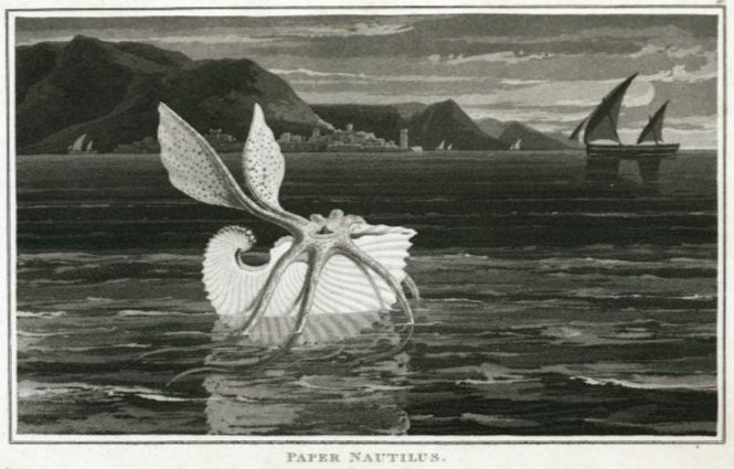 natural history — paper nautilus books