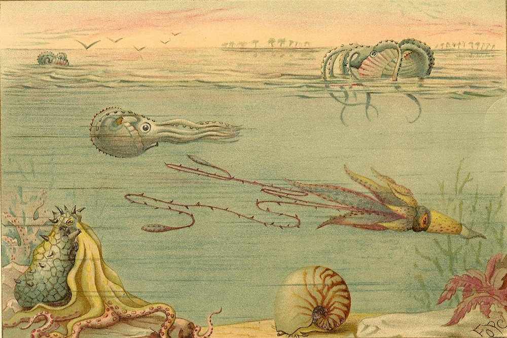 natural history — paper nautilus books