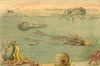 natural history — paper nautilus books