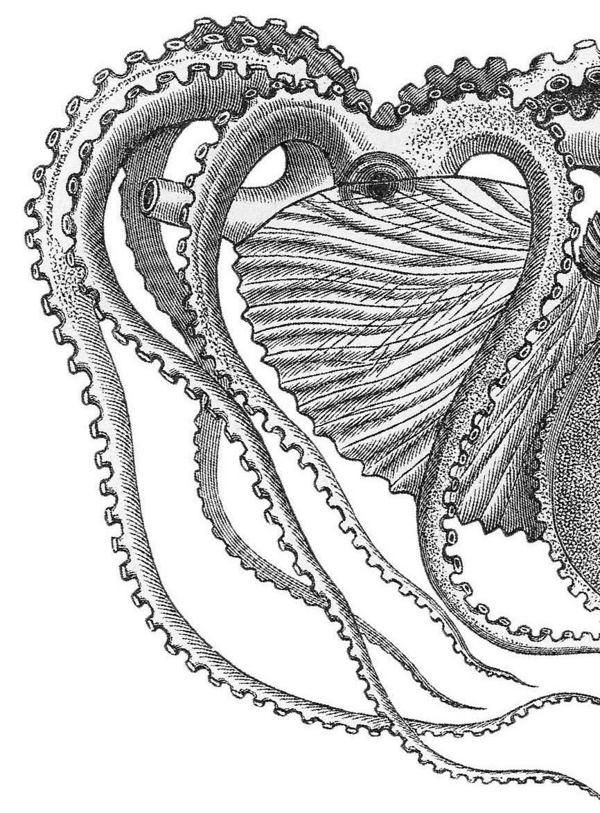 paper nautilus books