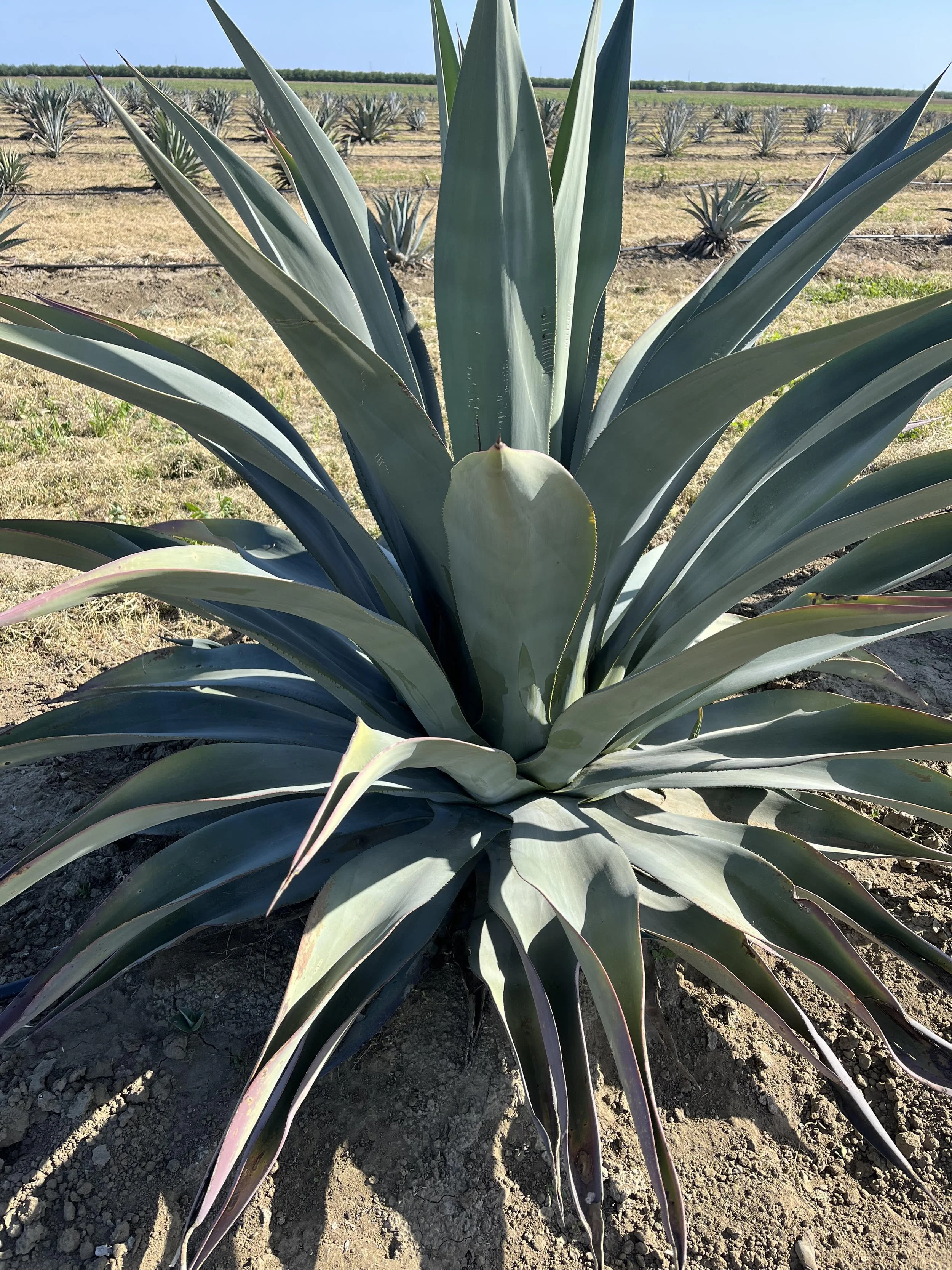Guide to Plants — California Agave Growers
