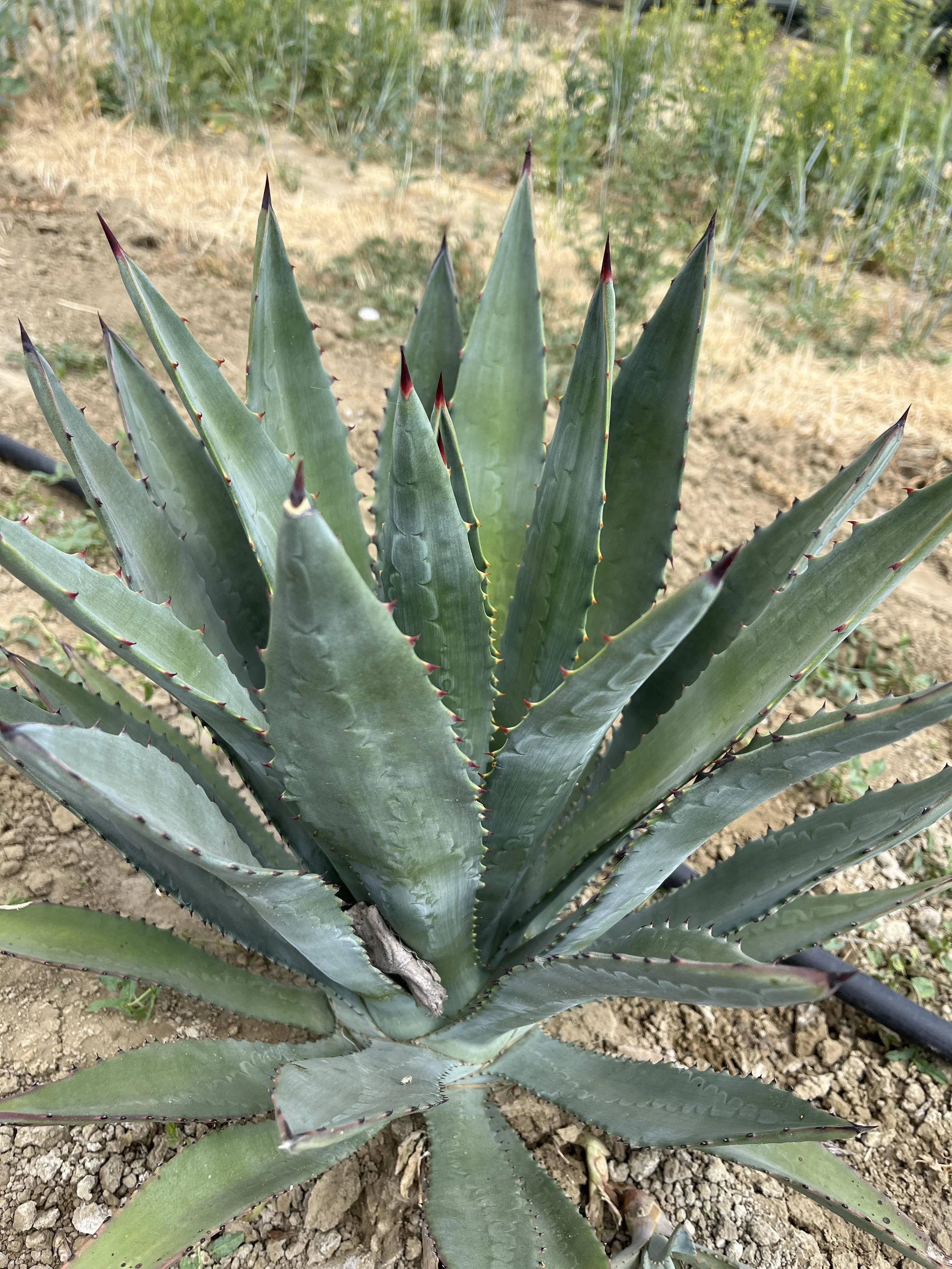 Guide to Plants — California Agave Growers