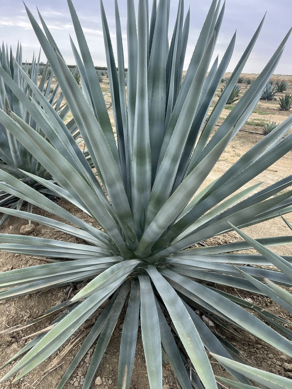 Agave tequilana weber azul — California Agave Growers
