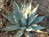 Guide to Plants — California Agave Growers