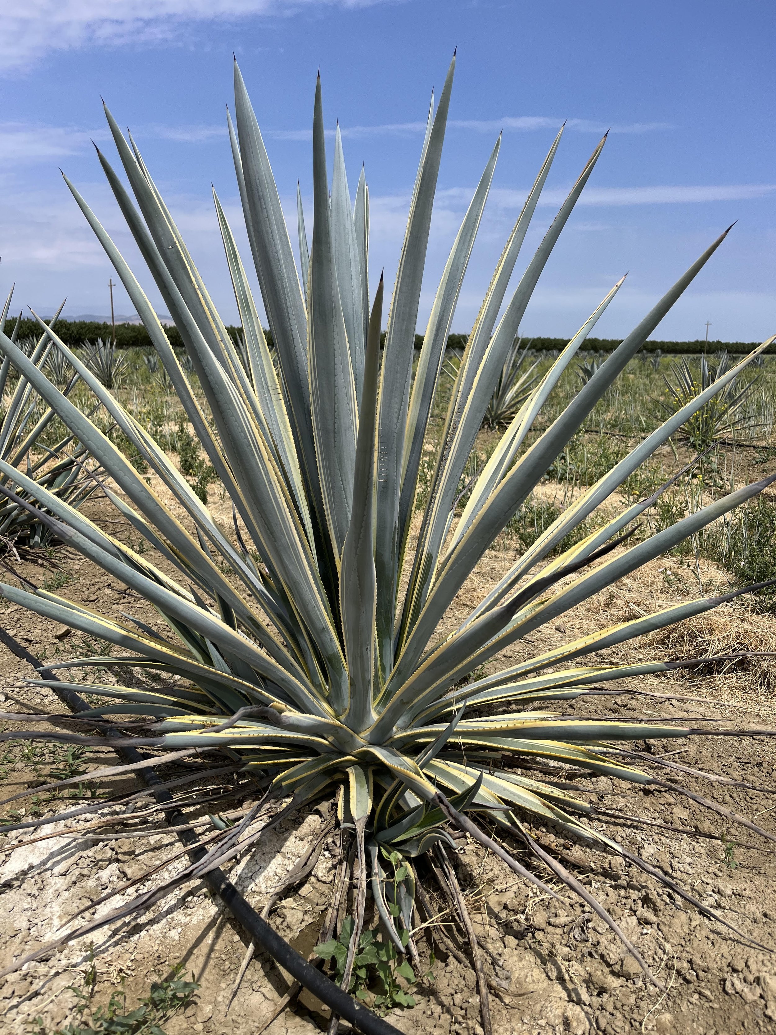 Agave tequilana limeño — California Agave Growers