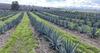 In the Press — California Agave Growers