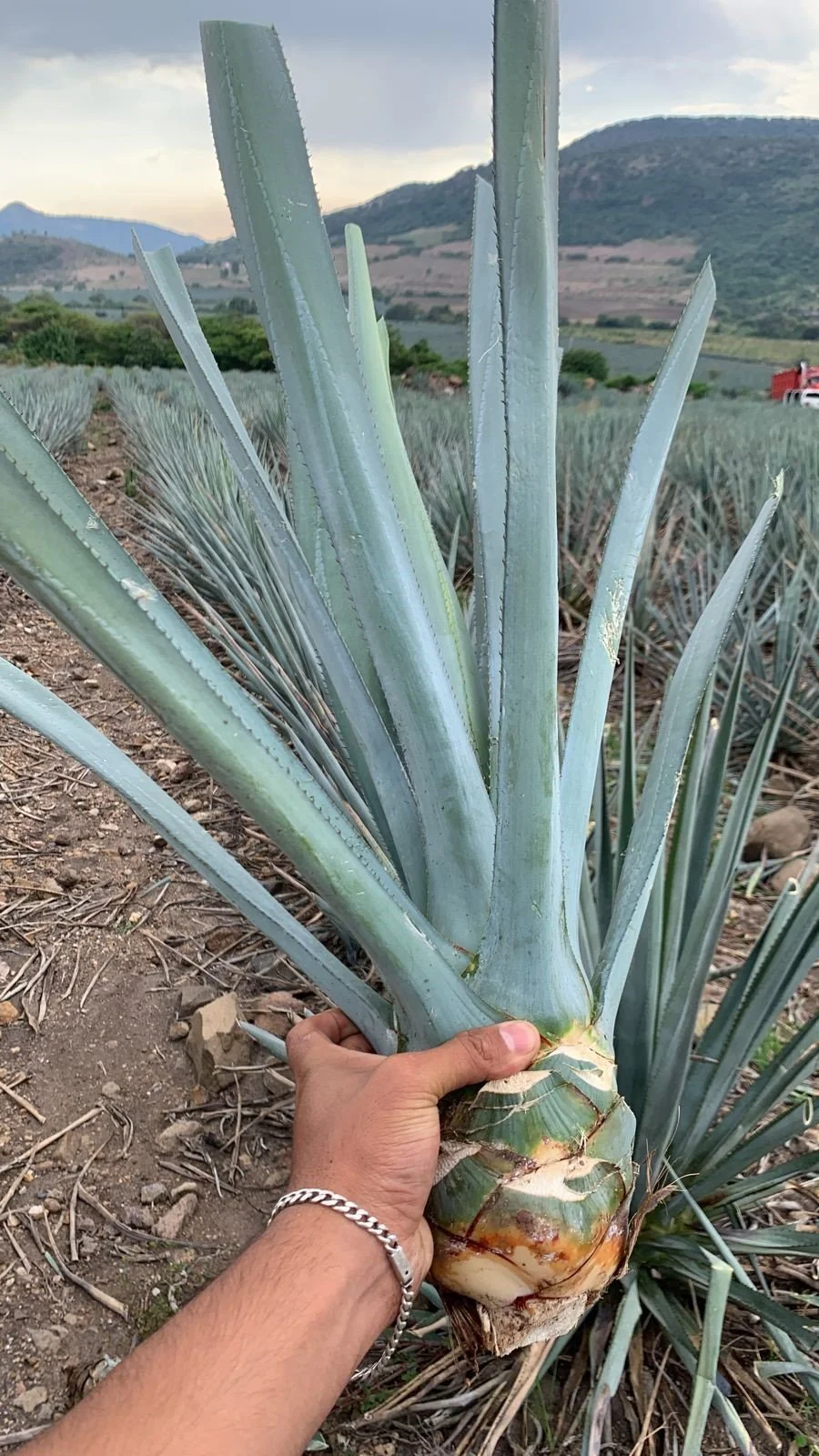 California Agave Growers