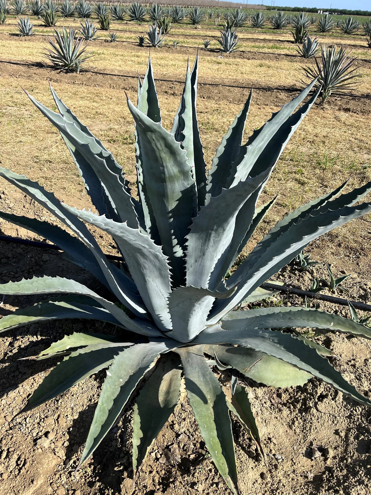 Agave americana (aka Century Plant) — California Agave Growers