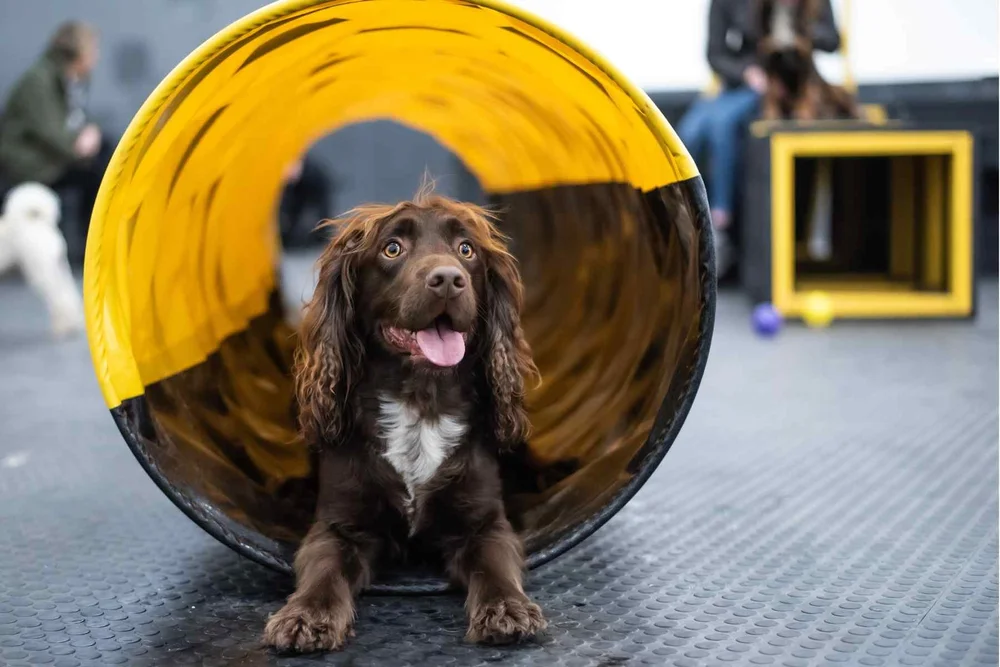 Dog Indoor Play Centre | Dragonfly Dog — Dragonfly Dog
