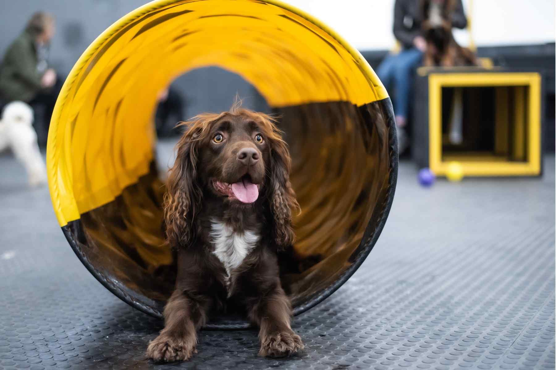 Dog Indoor Play Centre | Dragonfly Dog — Dragonfly Dog