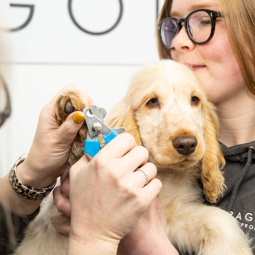 Dog Grooming Huddersfield | Dragonfly Dog — Dragonfly Dog