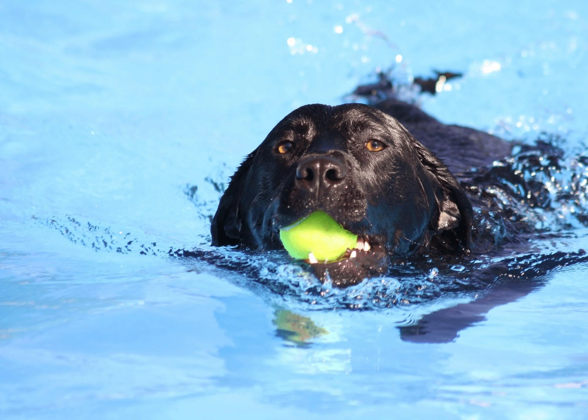Dog Fun Swim & Hydrotherapy | Dragonfly Dog — Dragonfly Dog