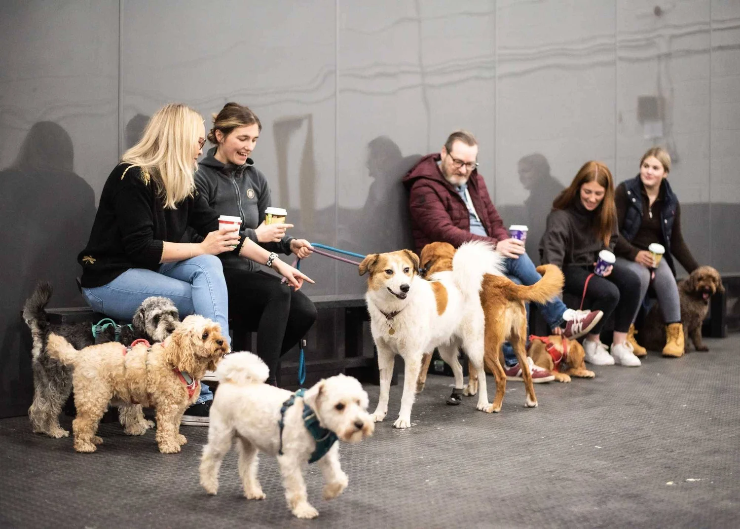 Dog Indoor Play Centre | Dragonfly Dog — Dragonfly Dog