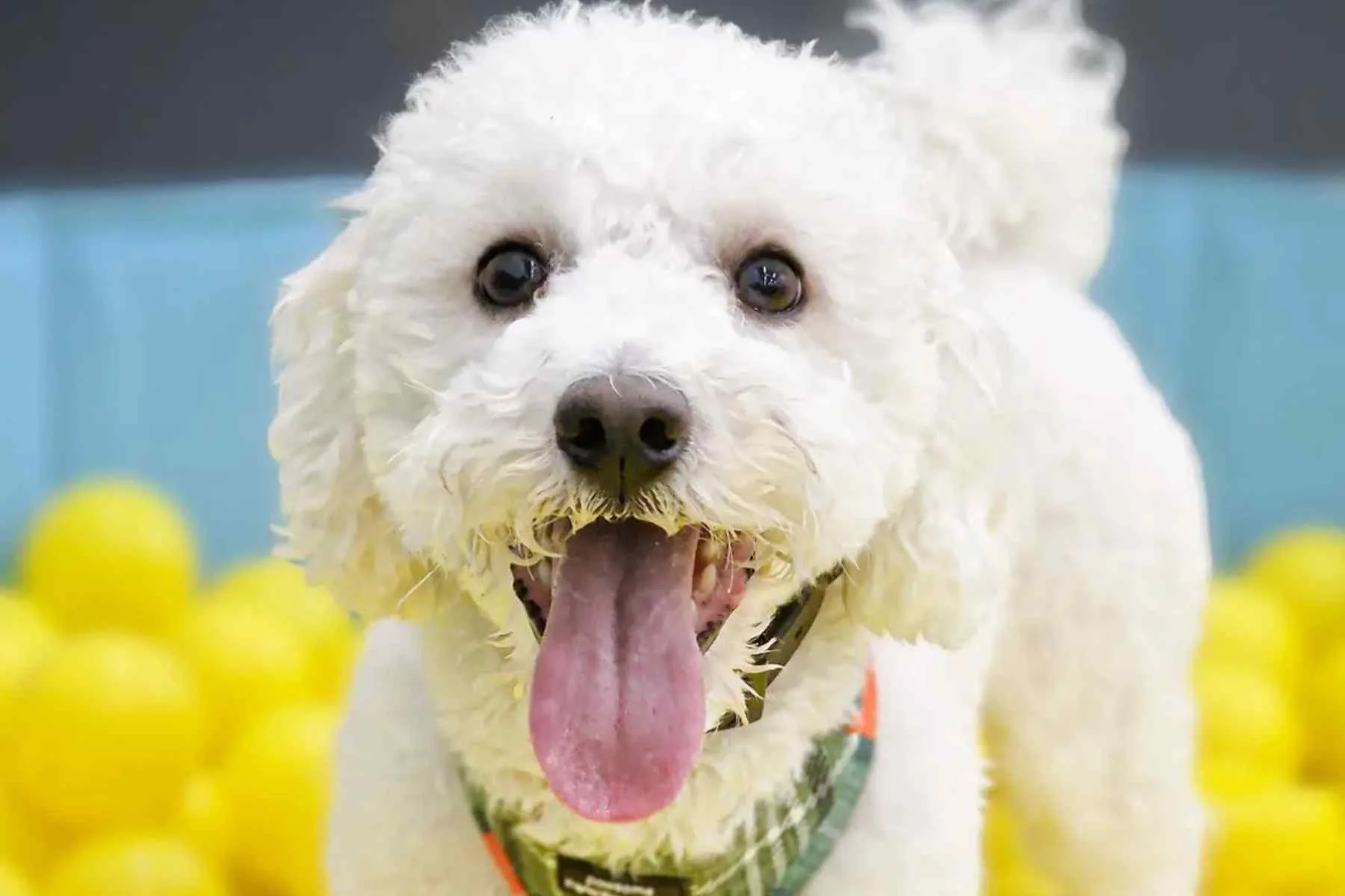 Dog Indoor Play Centre | Dragonfly Dog — Dragonfly Dog