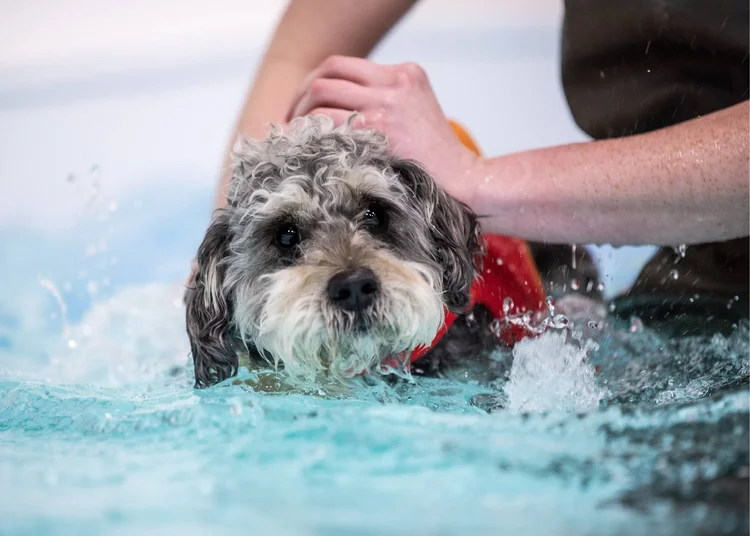 Dog Fun Swim & Hydrotherapy | Dragonfly Dog — Dragonfly Dog