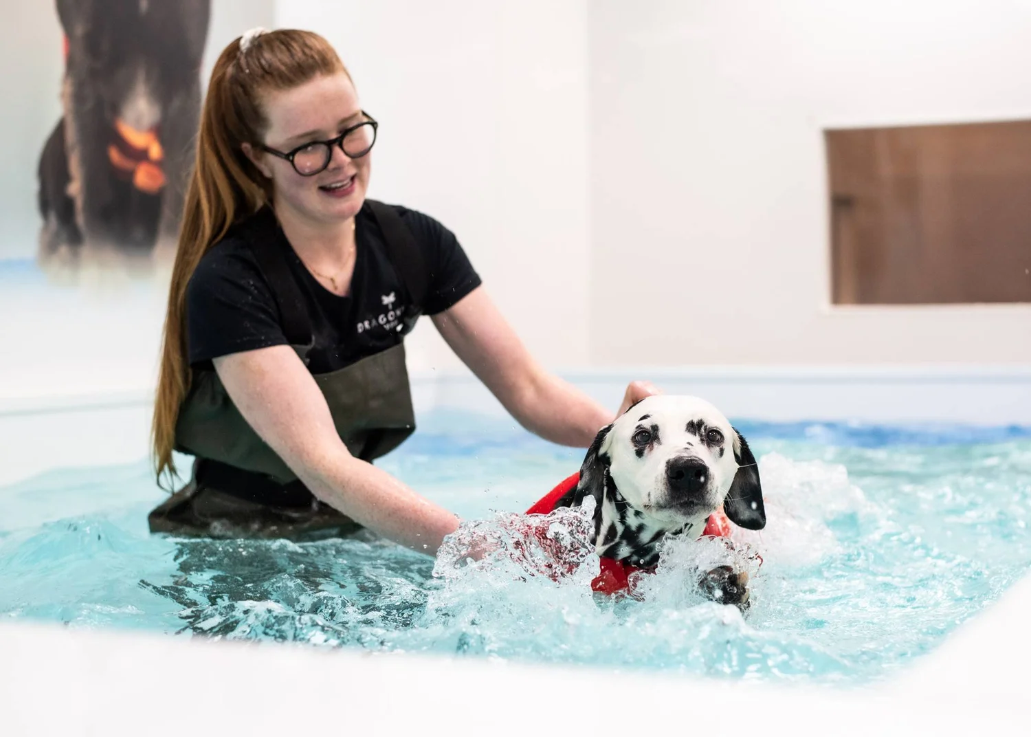 Dog Fun Swim & Hydrotherapy | Dragonfly Dog — Dragonfly Dog