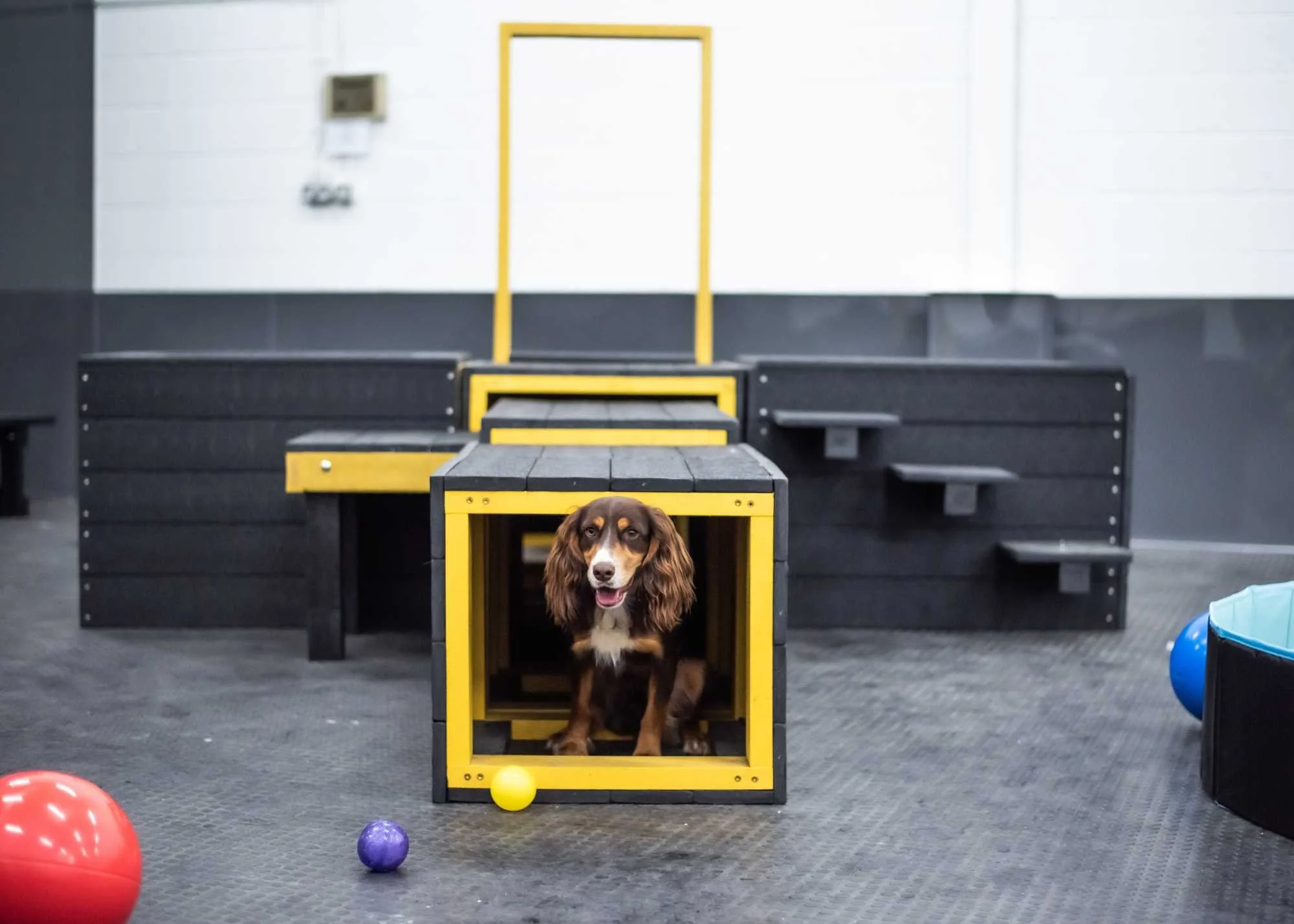 Contact Us | Dragonfly Dog — Dragonfly Dog