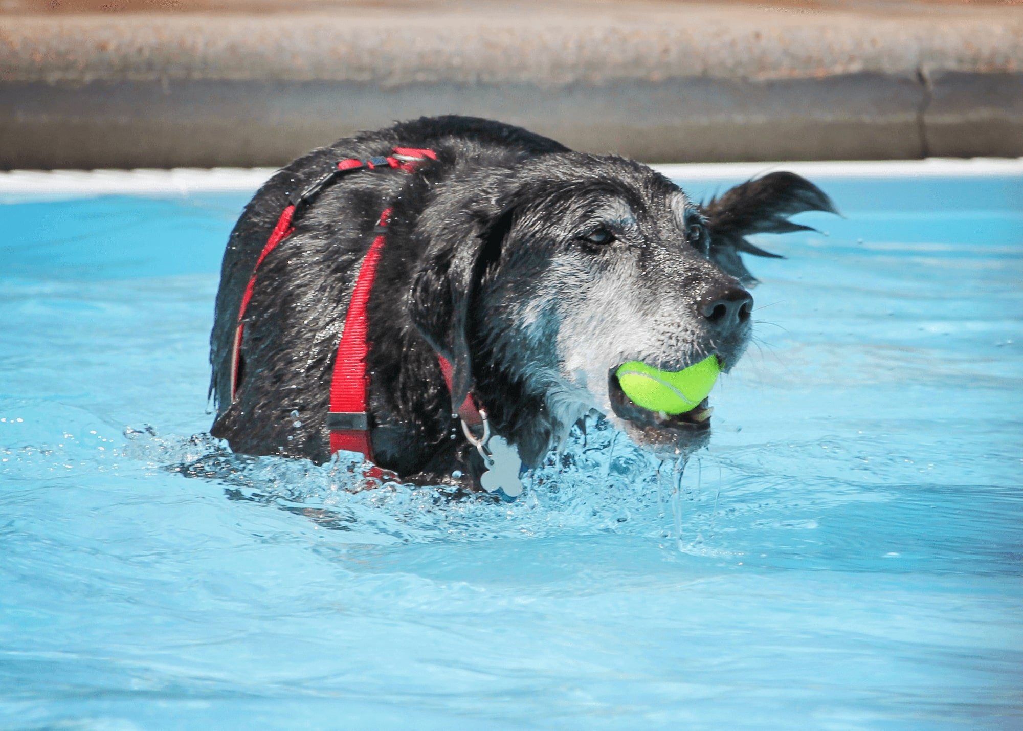 Dog Fun Swim & Hydrotherapy | Dragonfly Dog — Dragonfly Dog