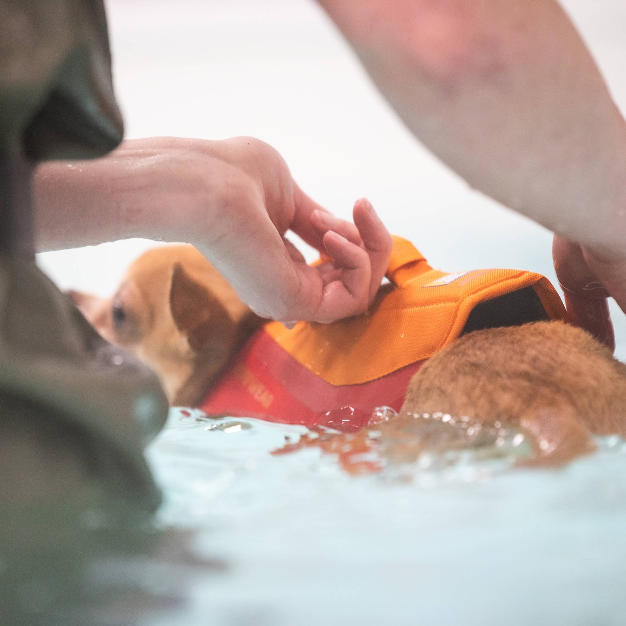 Dog Fun Swim & Hydrotherapy | Dragonfly Dog — Dragonfly Dog