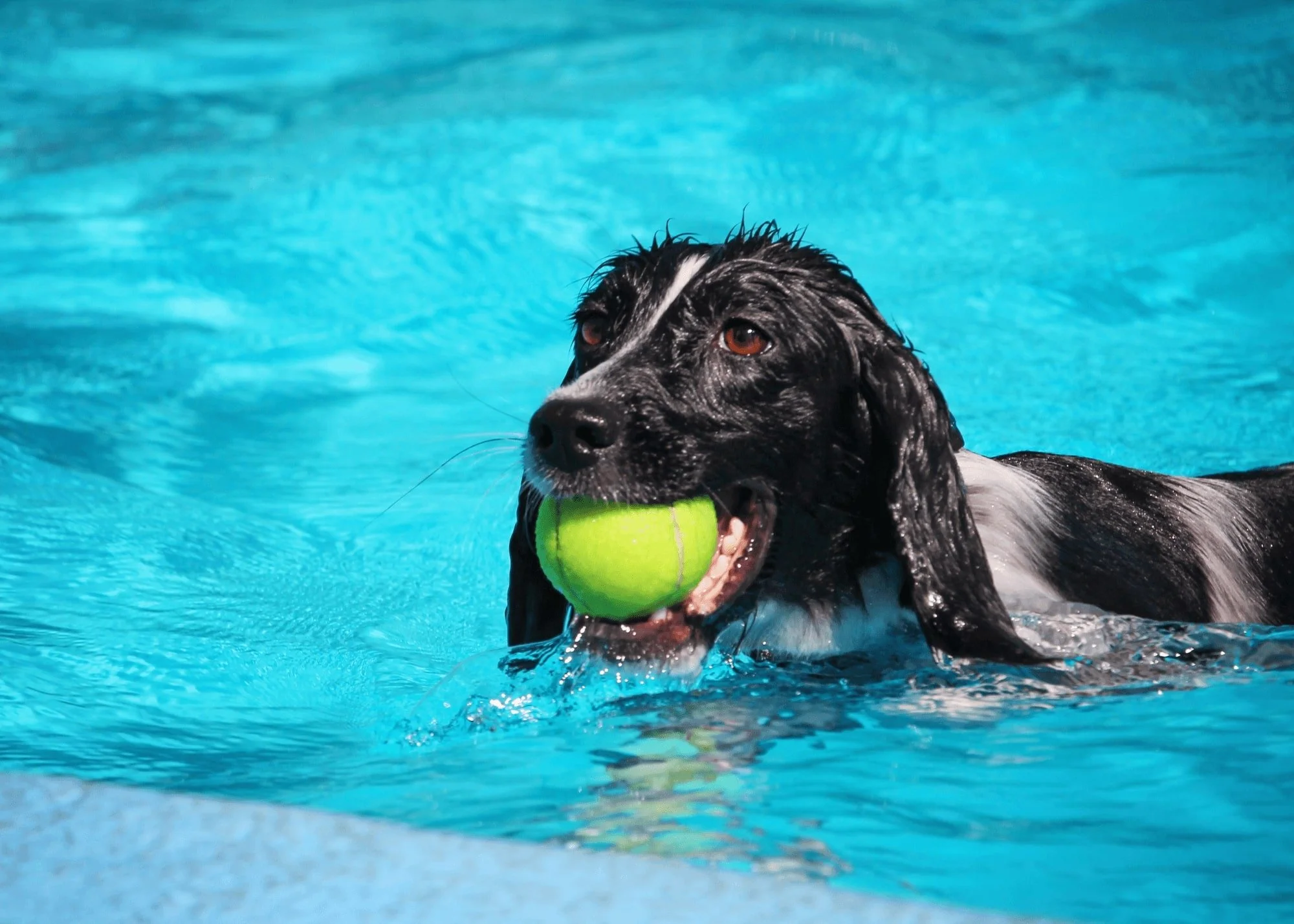 Dog Fun Swim & Hydrotherapy | Dragonfly Dog — Dragonfly Dog